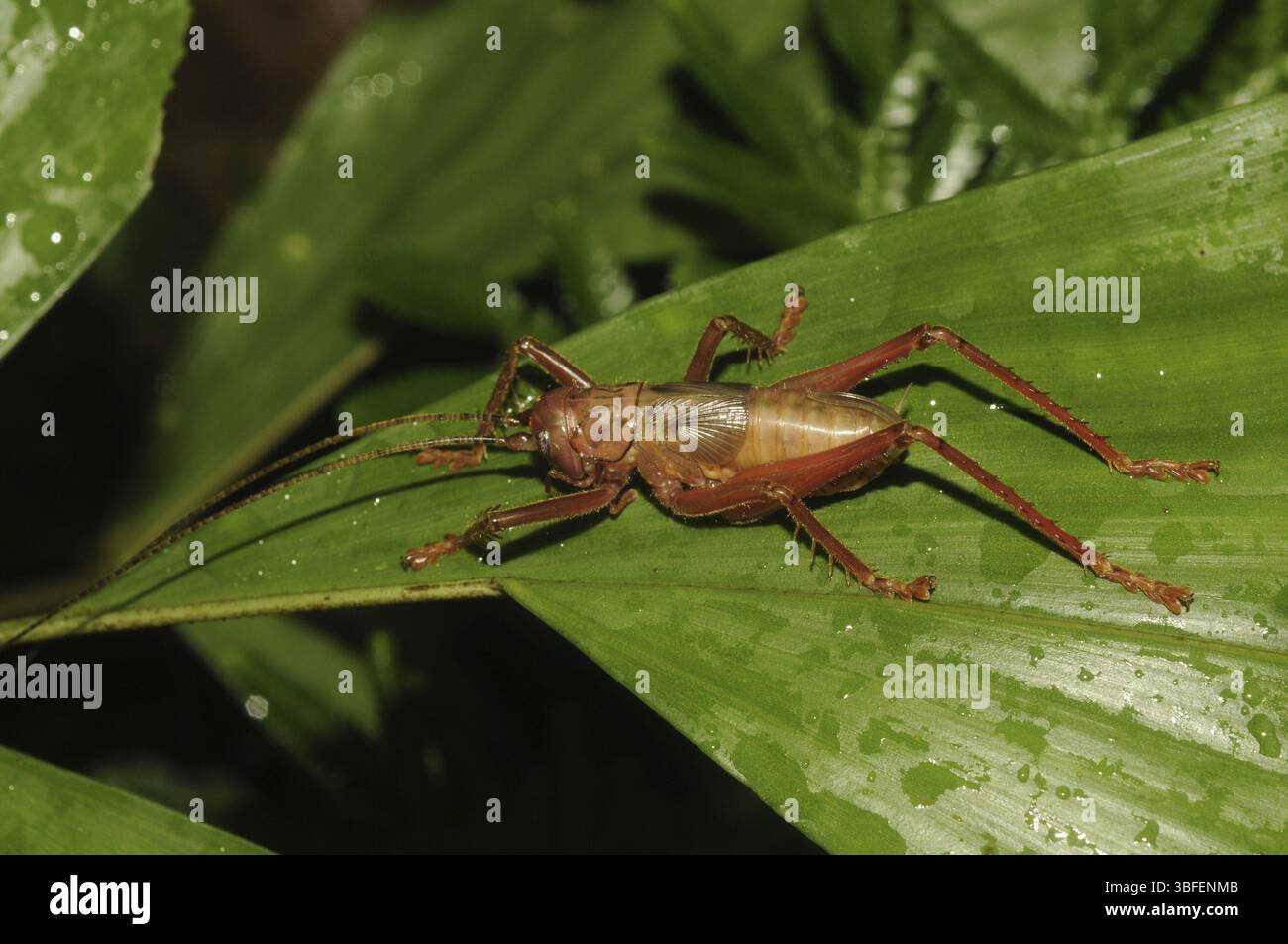Thailand Cricket (Gryllidae Stock Photo - Alamy
