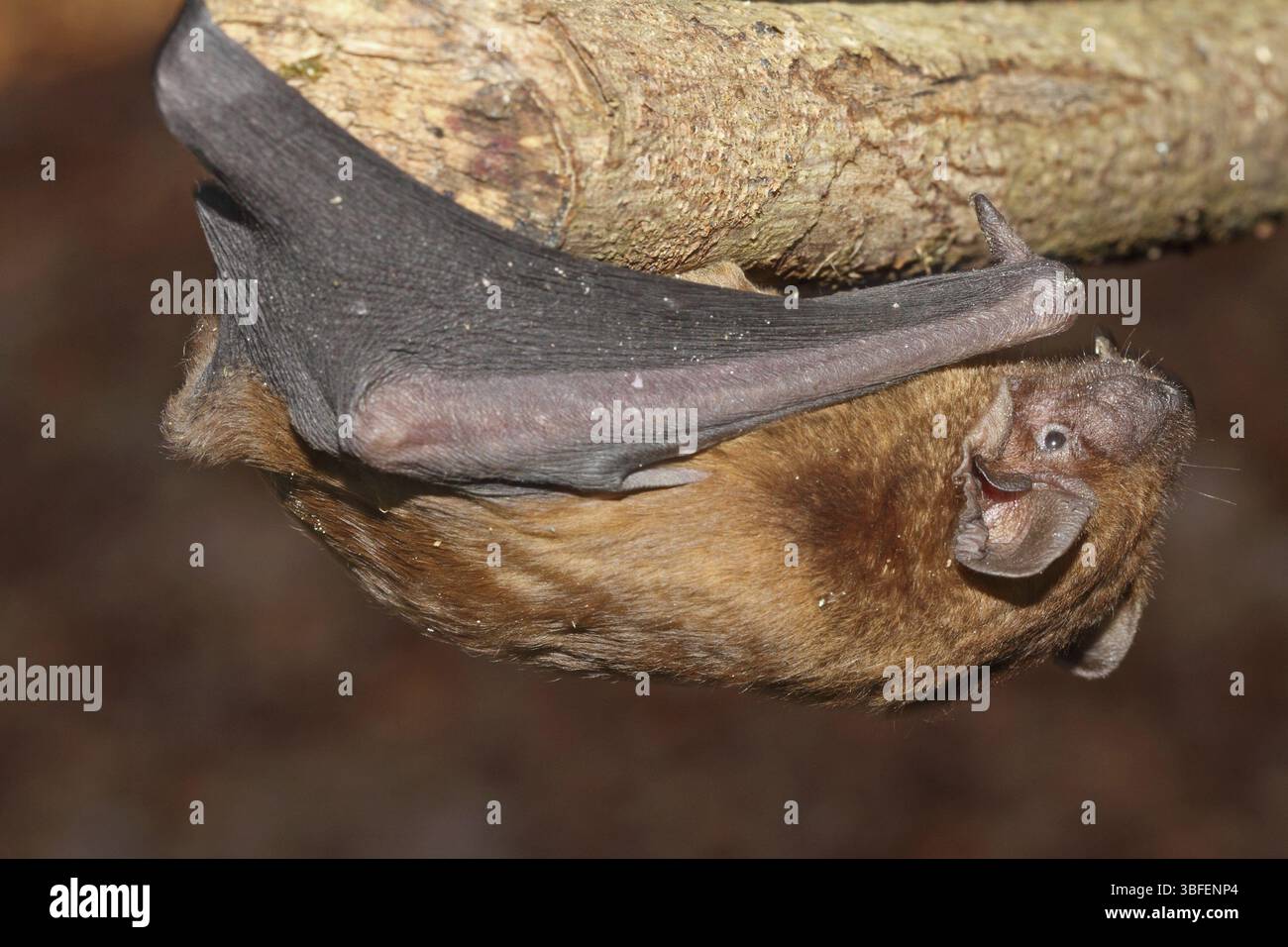 Common noctule (Nyctalus noctula Stock Photo - Alamy