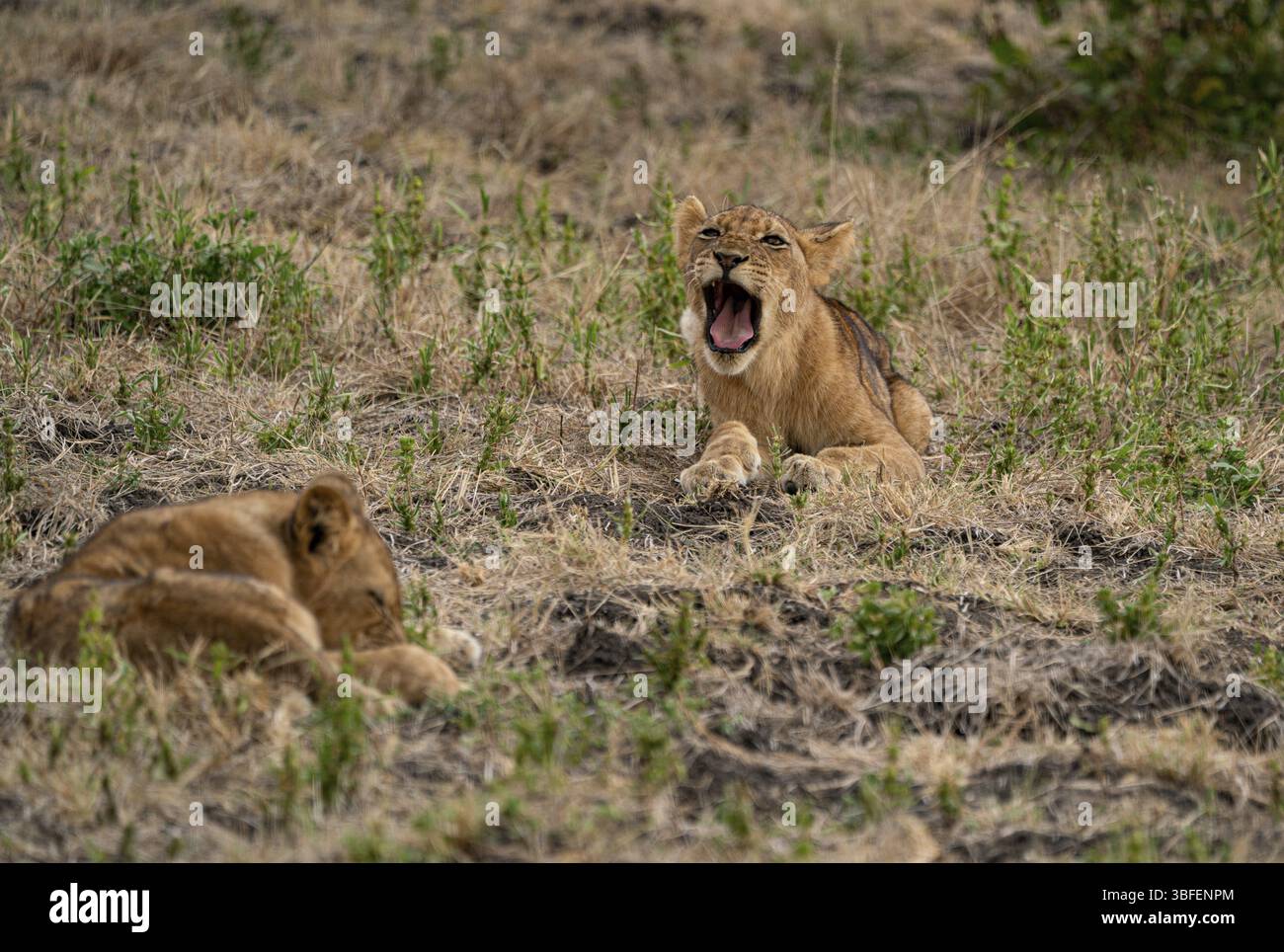 Lion cubs (Panthera leo Stock Photo - Alamy