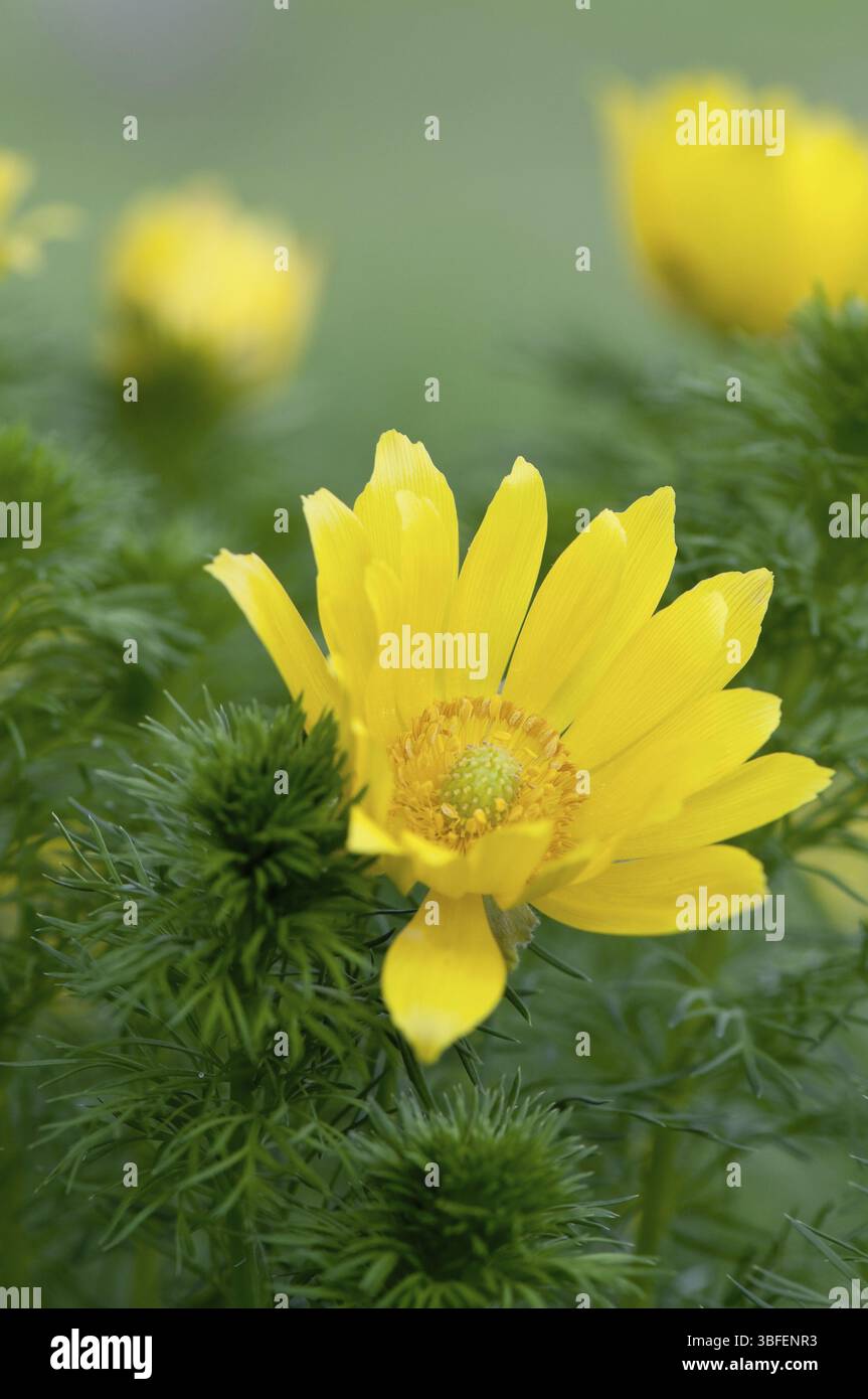 Spring adonis (Adonis vernalis Stock Photo - Alamy