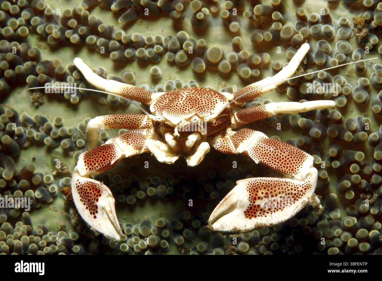Spotted porcelain crayfish (Neopetrolisthes maculatus Stock Photo - Alamy