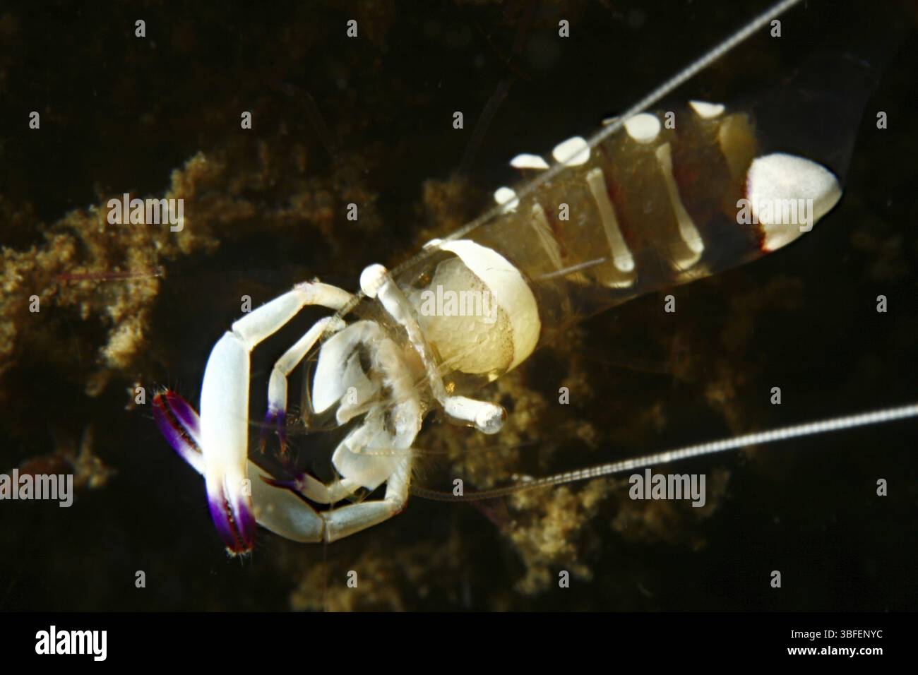 Magnificent partner shrimp (Ancylomenes magnificus Stock Photo - Alamy