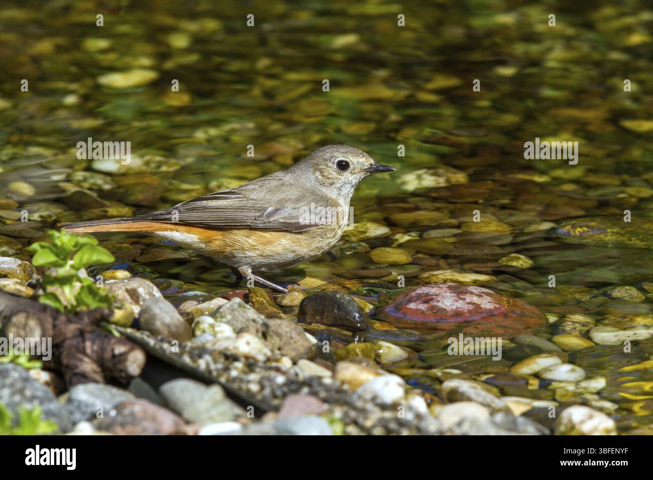 Common redstart - female at the bathing place (Phoenicurus phoenicurus ...