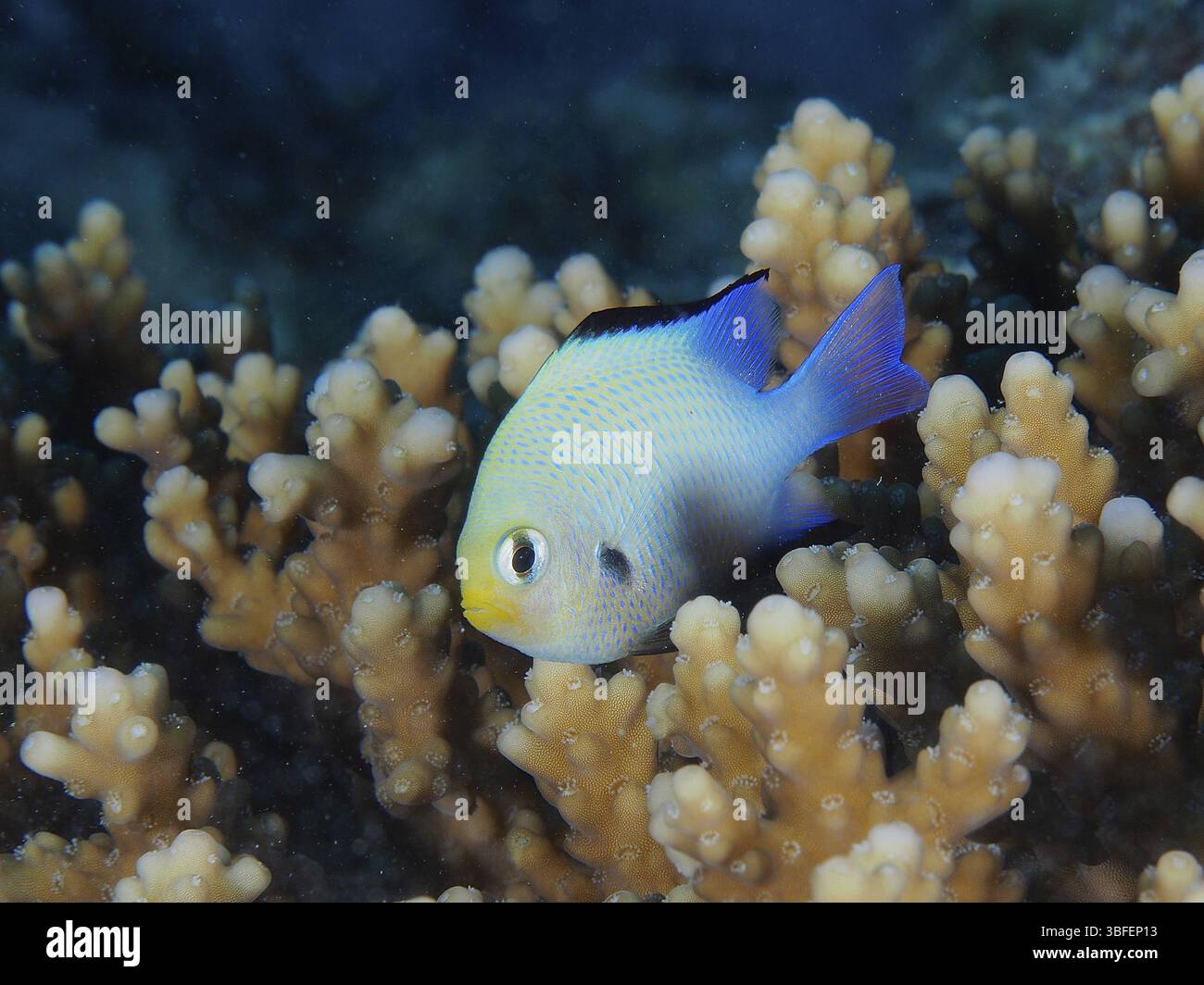 Red Sea damselfish (Dascyllus marginatus Stock Photo - Alamy