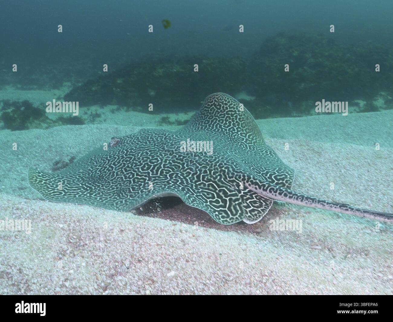 Indo-Pacific stingray (Honeycomb whipray Stock Photo - Alamy