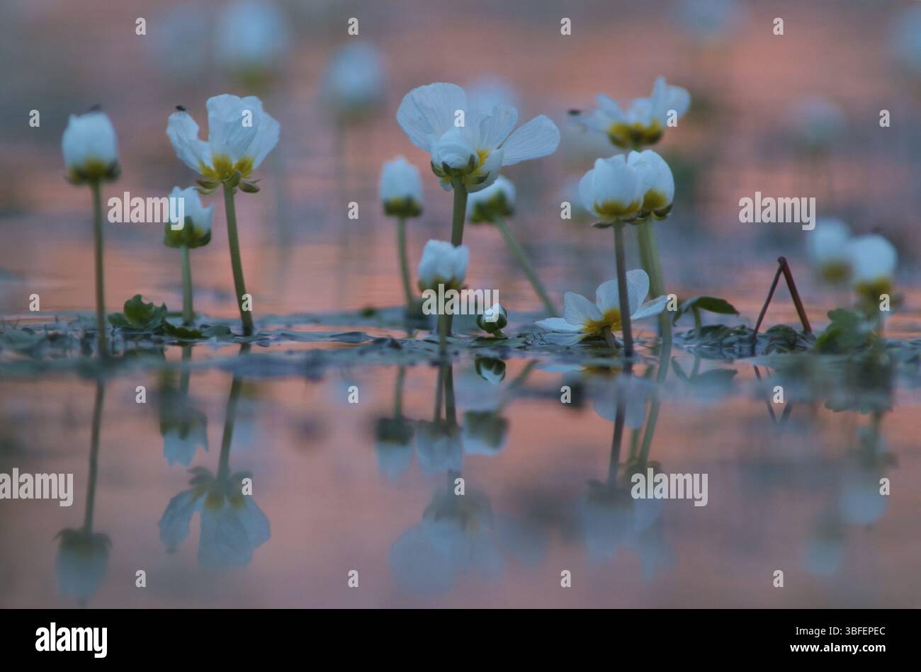 Water crowfoot at the blue hour (Ranunculus fluitans Stock Photo - Alamy