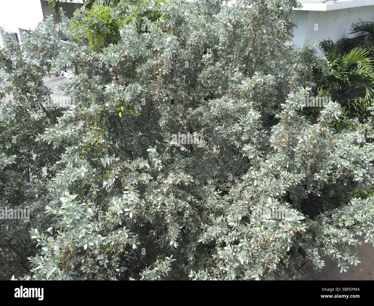 Button mangrove (Conocarpus erectus Stock Photo - Alamy