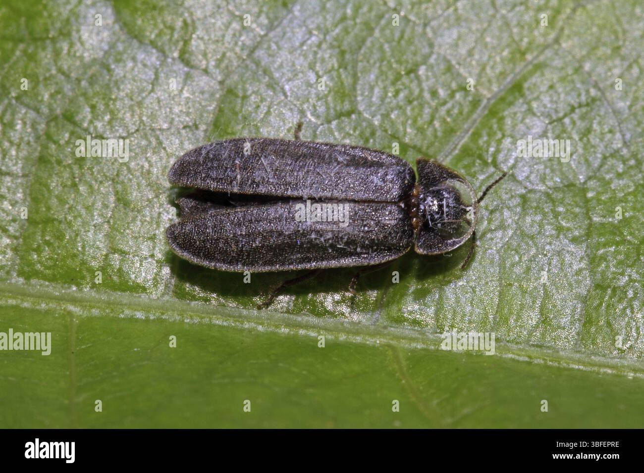 Small firefly (Lamprohiza splendidula Stock Photo - Alamy
