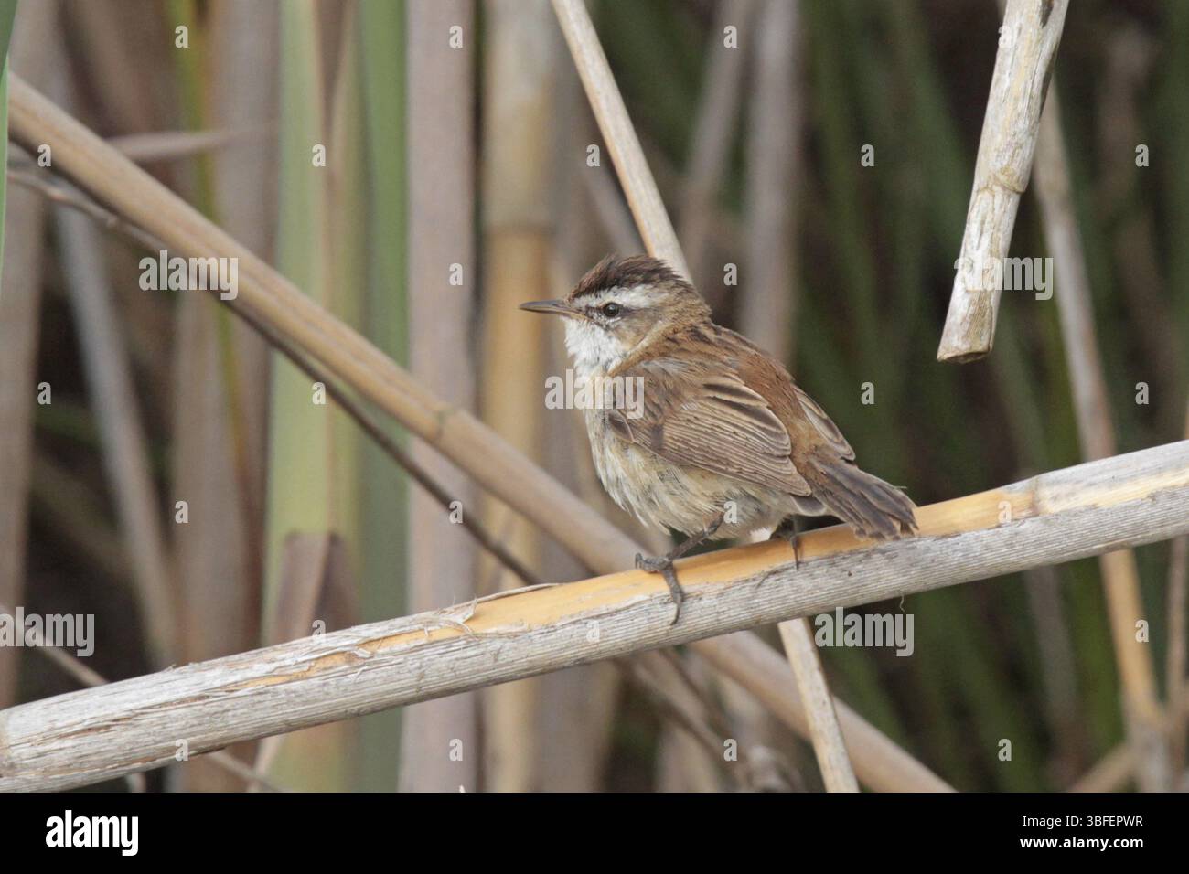 Marisque Reed Warbler (Acrocephalus melanopogon Stock Photo - Alamy