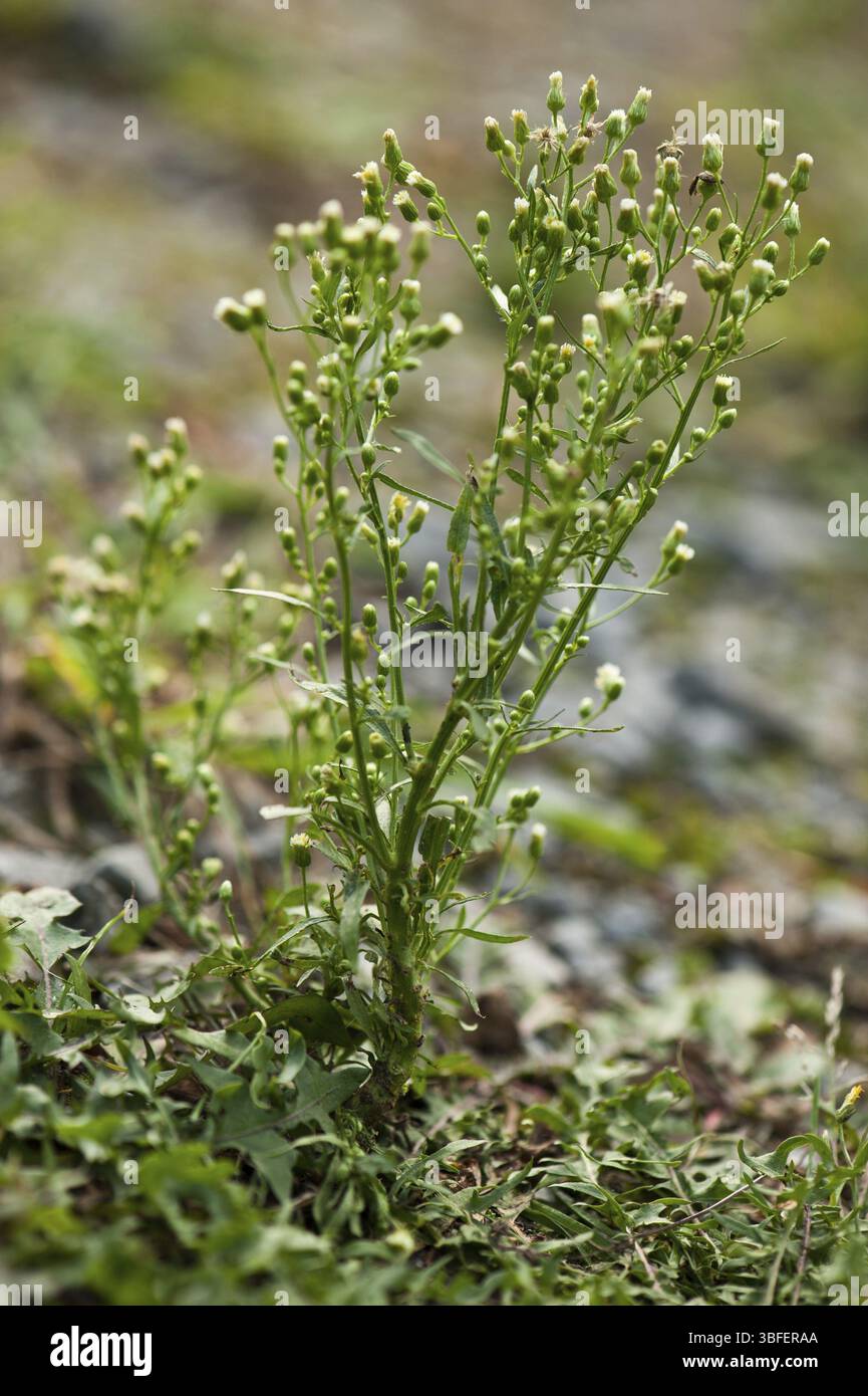 Professional herbs (Conyza canadensis Stock Photo - Alamy
