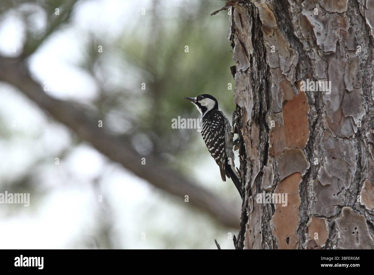Picoides borealis hi-res stock photography and images - Alamy