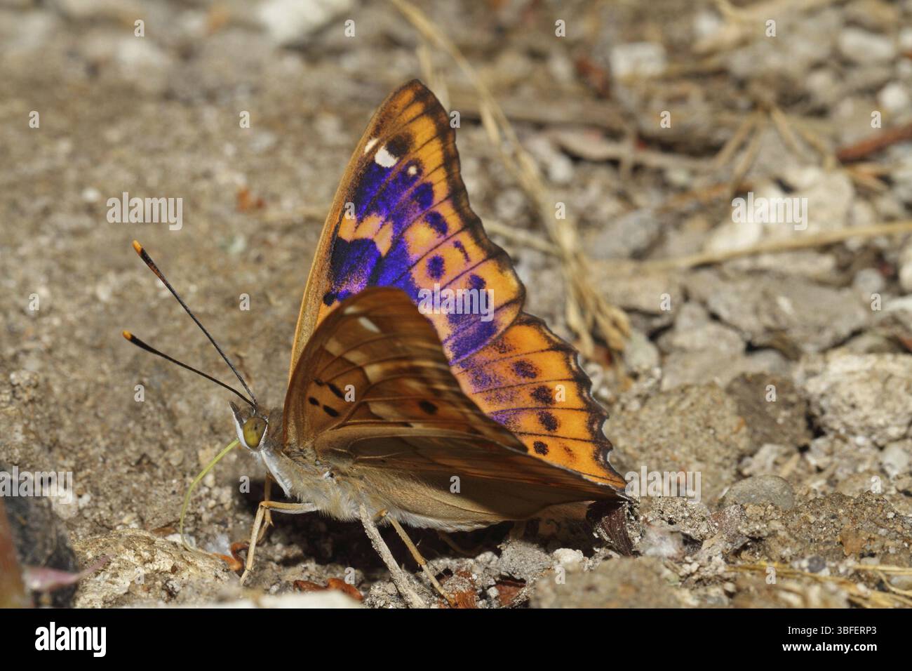 Lesser purple emperor (Apatura lilia Stock Photo - Alamy