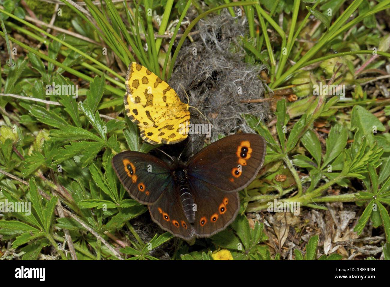 Panther moth with spring fritillary (Pseudopanthera macularia, Erebia ...