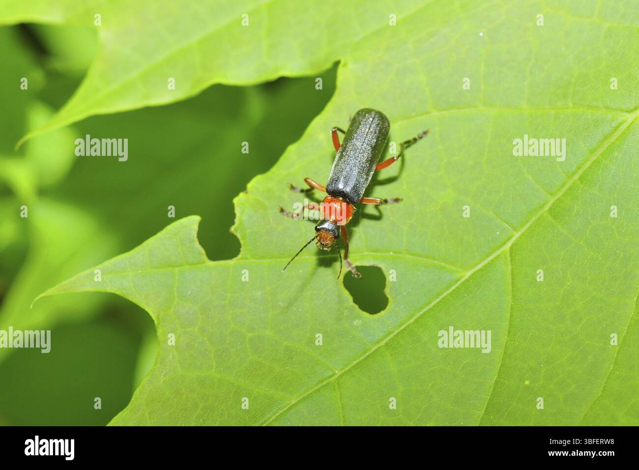 Cantharis fusca (Cantharis fusca Stock Photo - Alamy