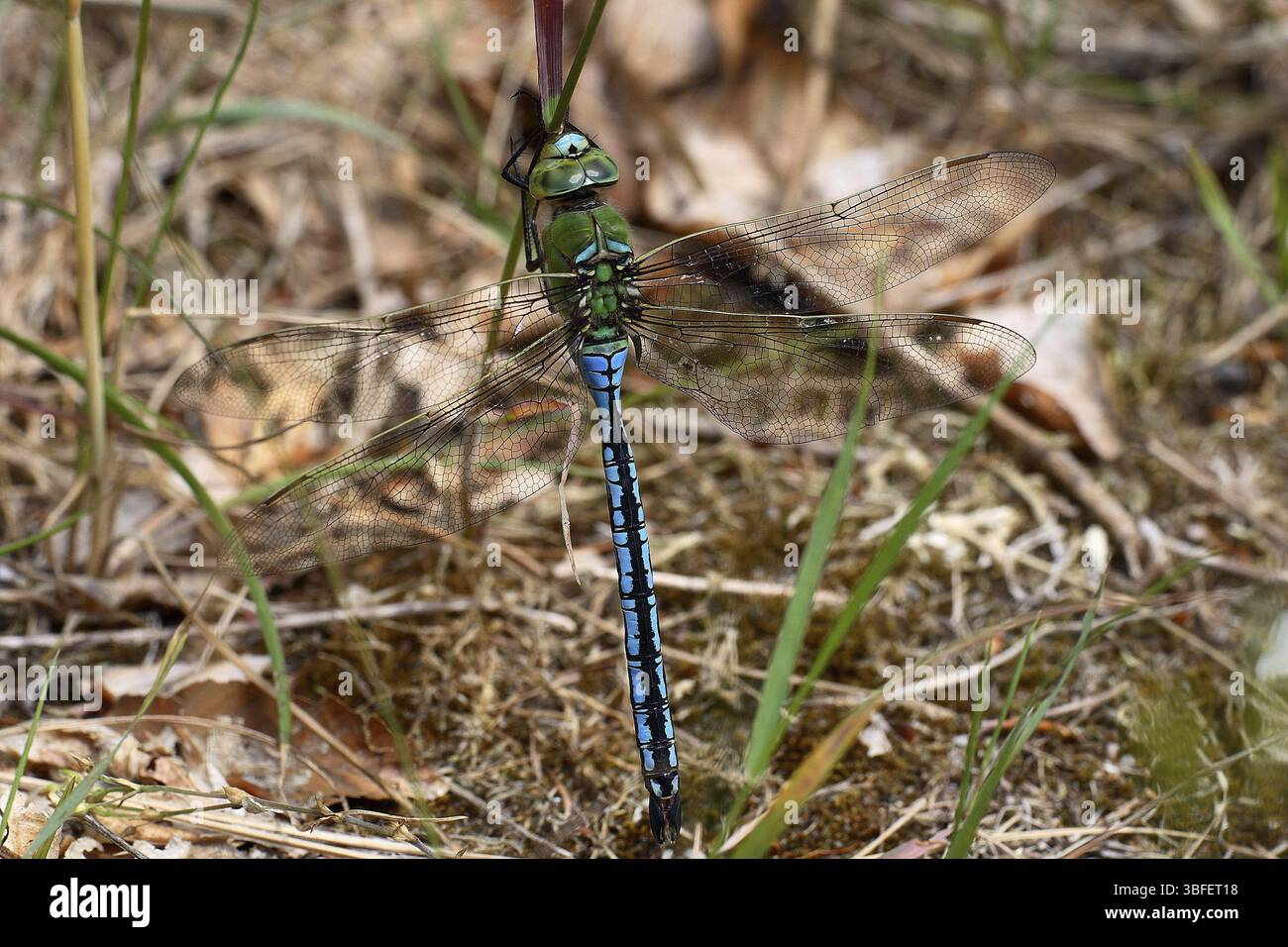 Emperor dragonfly, male (Anax imperator Stock Photo - Alamy