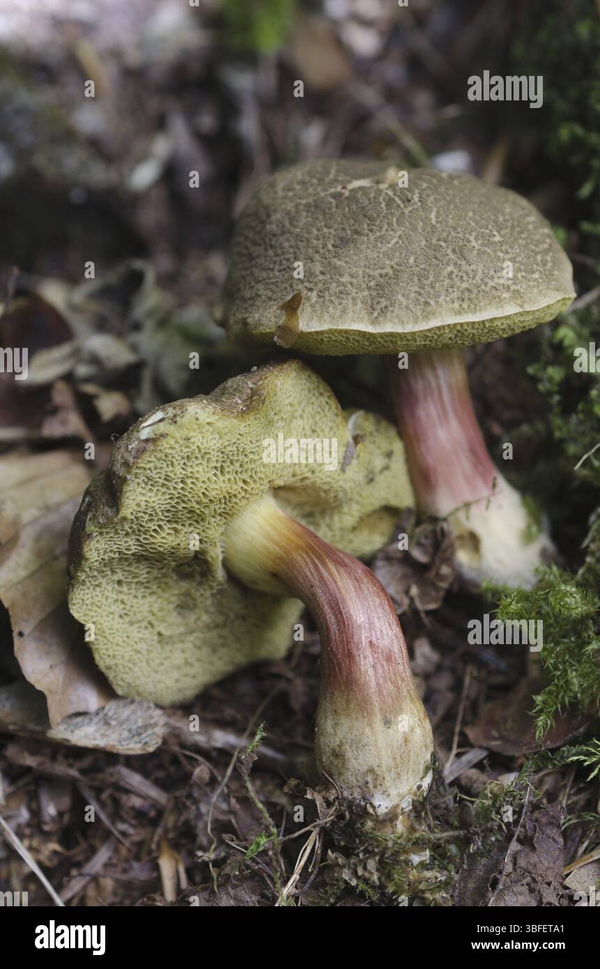 Red cracking bolete boletus chrysenteron hi-res stock photography and ...