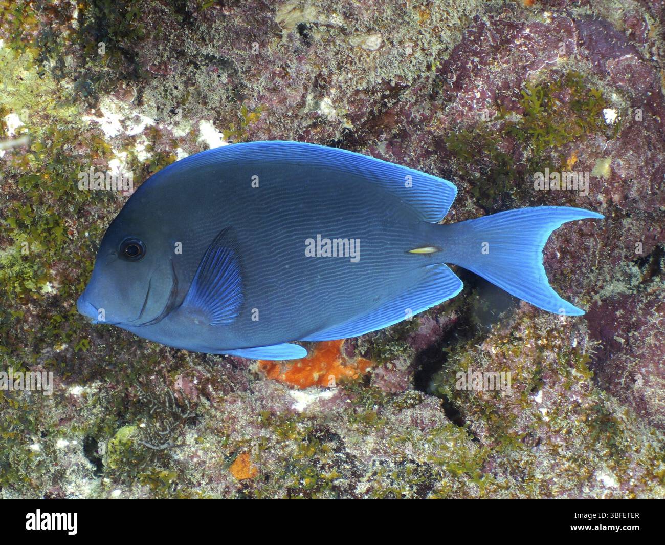 Atlantic blue tang (Acanthurus coeruleus Stock Photo - Alamy