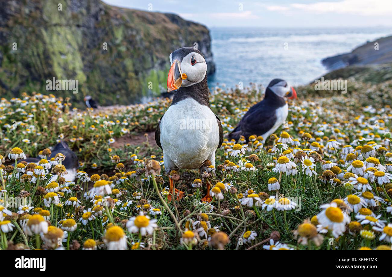 Atlantic puffins (common puffin, Fratercula arctica) on The Wick on ...