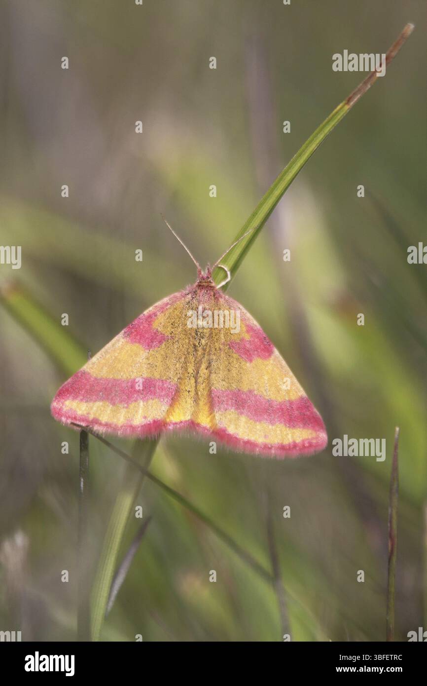 Dock purple moth (Lythria cruentaria Stock Photo - Alamy