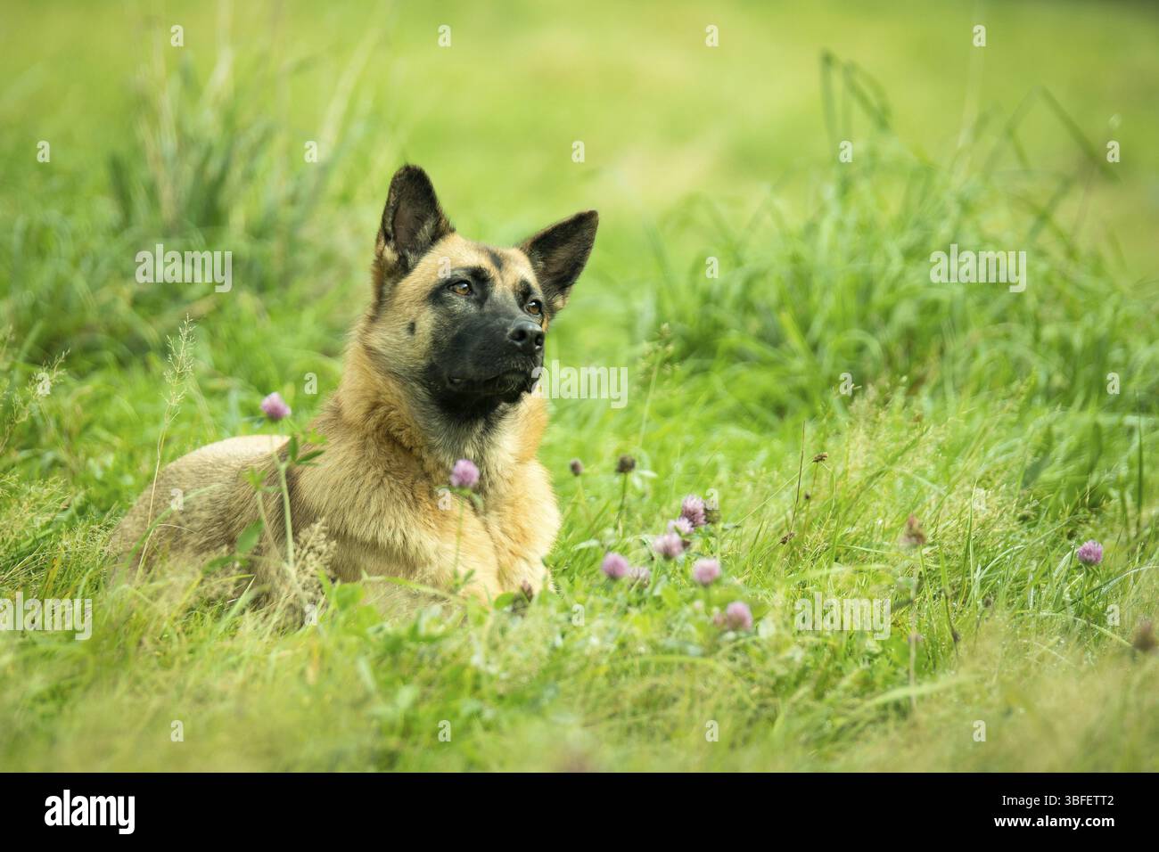 Domestic dog (Canis lupus familiaris Stock Photo - Alamy