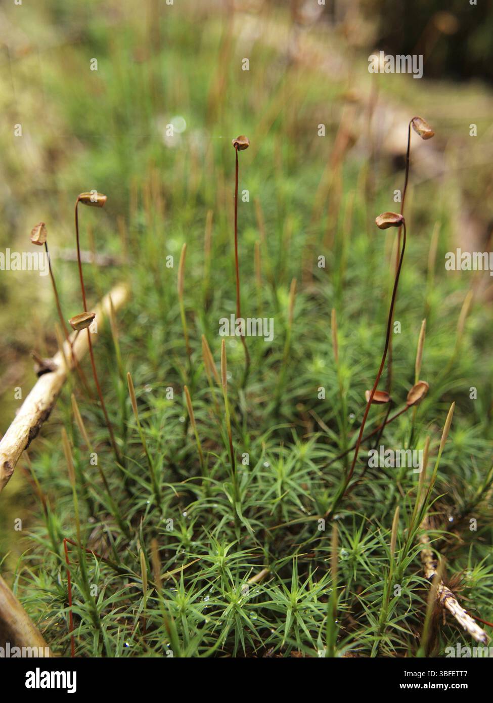Common haircap moss with sporophytes (Polytrichum commune Stock Photo ...