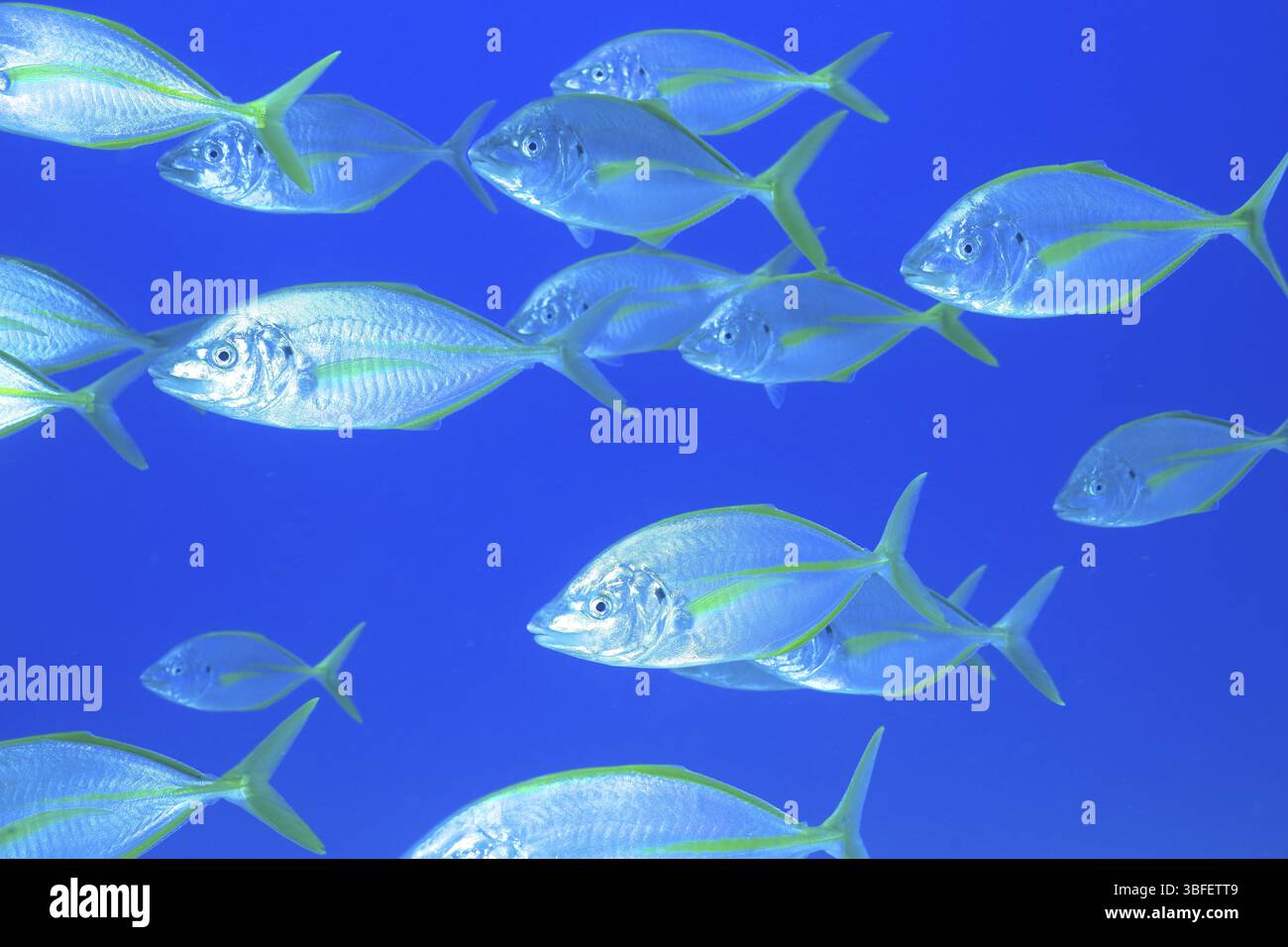 Yellowfin trevally (Pseudocaranx dentex Stock Photo - Alamy