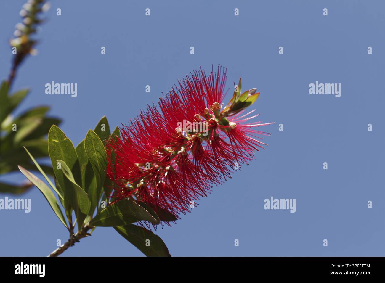 Bottlebrush bush hi-res stock photography and images - Alamy