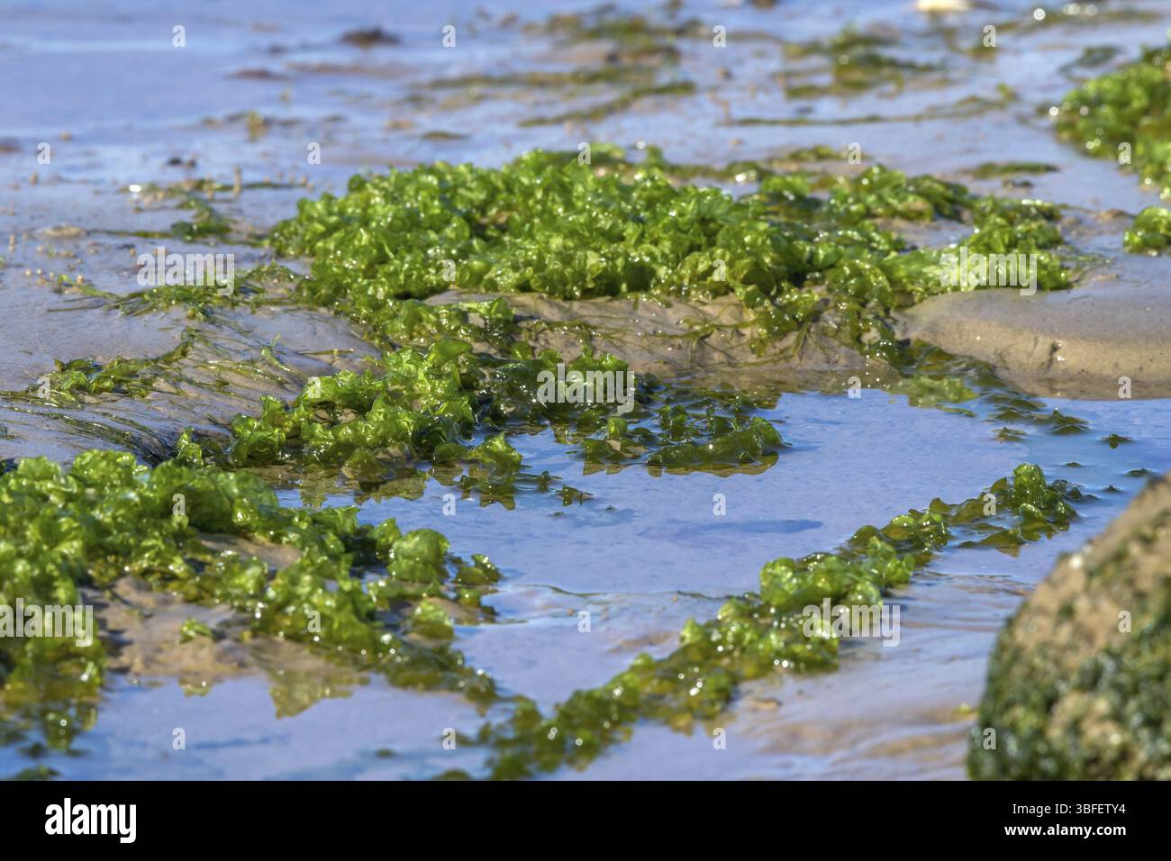 Sea lettuce (Ulva lactuca Stock Photo - Alamy