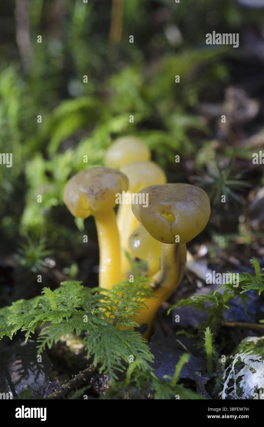 Jelly baby (Leotia lubrica Stock Photo - Alamy
