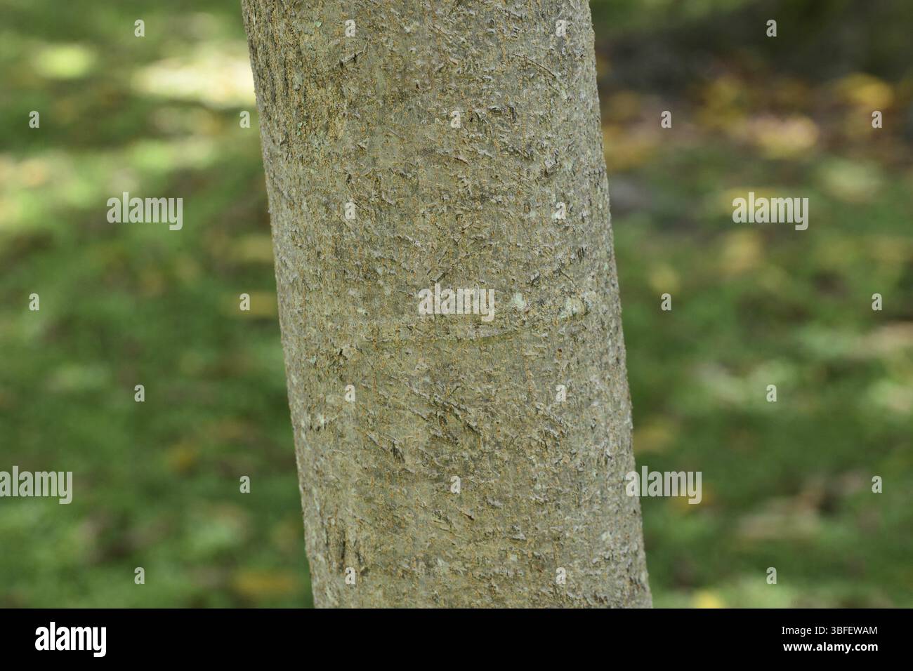 Flame tree (Delonix regia Stock Photo - Alamy