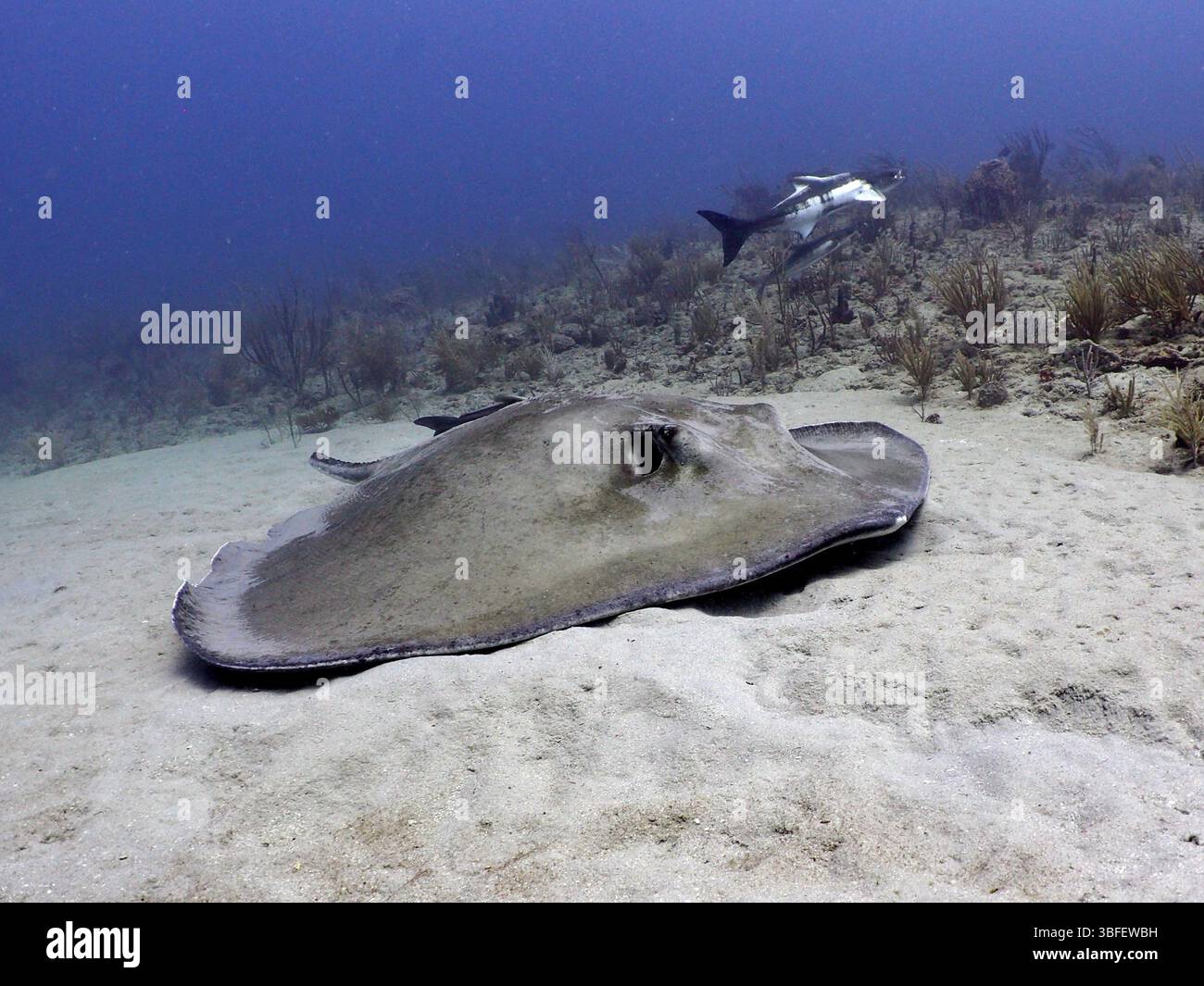 Southern Stingray (Hypanus americanus Stock Photo - Alamy