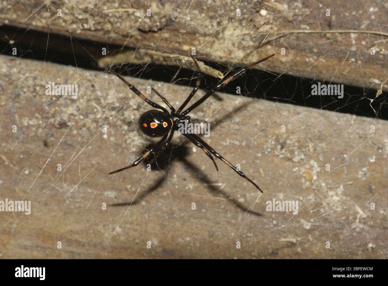 Male black widow spider hi-res stock photography and images - Alamy