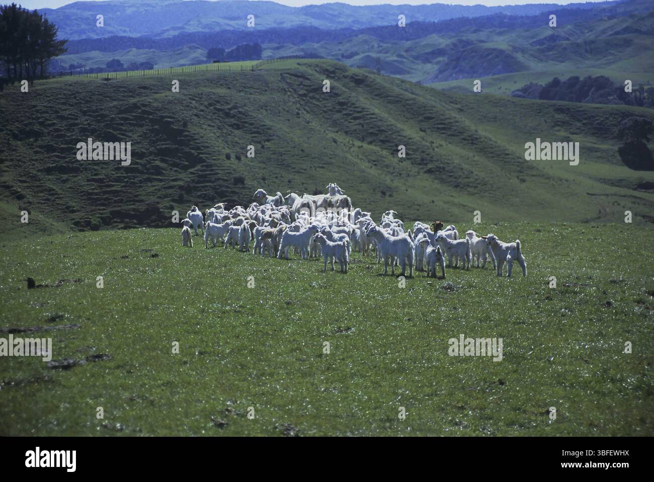 Goat herd on New Zealand, North Island, Kawhia Stock Photo - Alamy