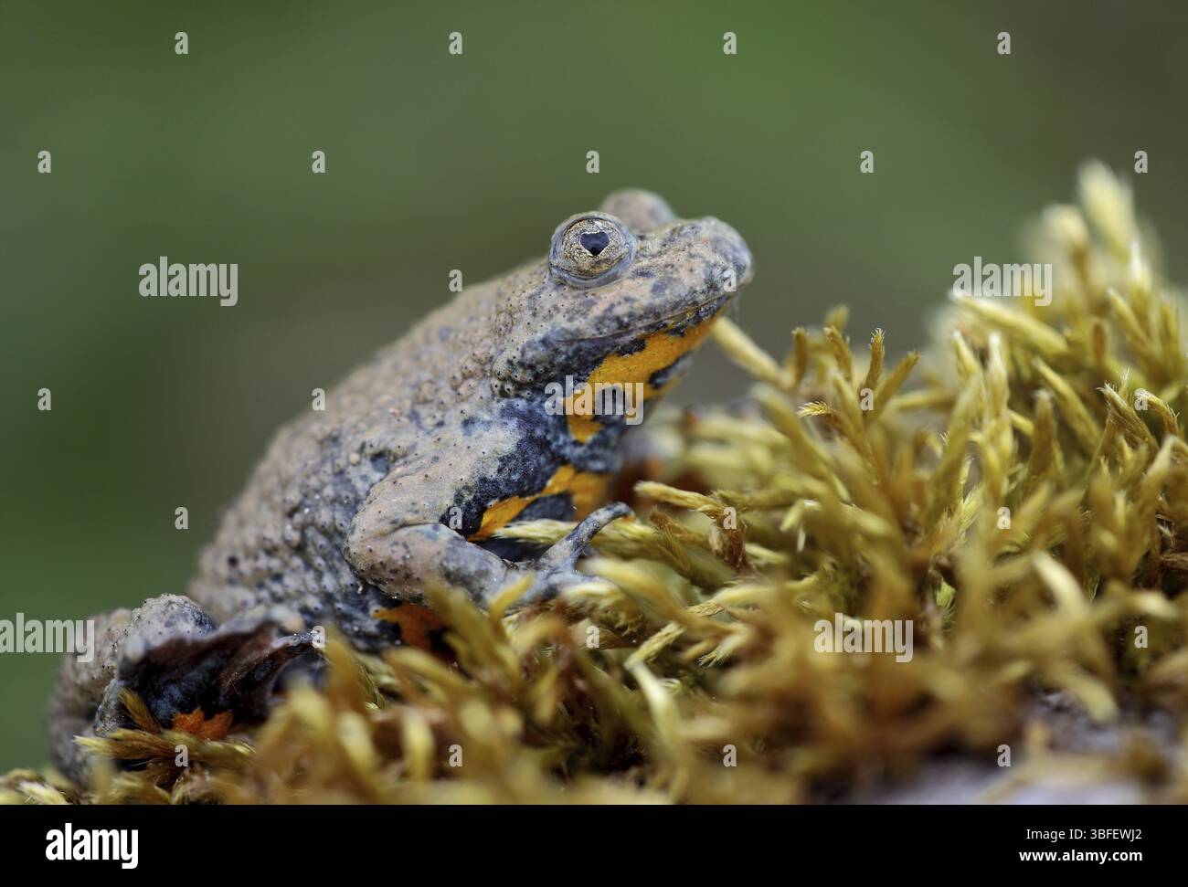 Yellow-bellied toad (Bombina variegata Stock Photo - Alamy
