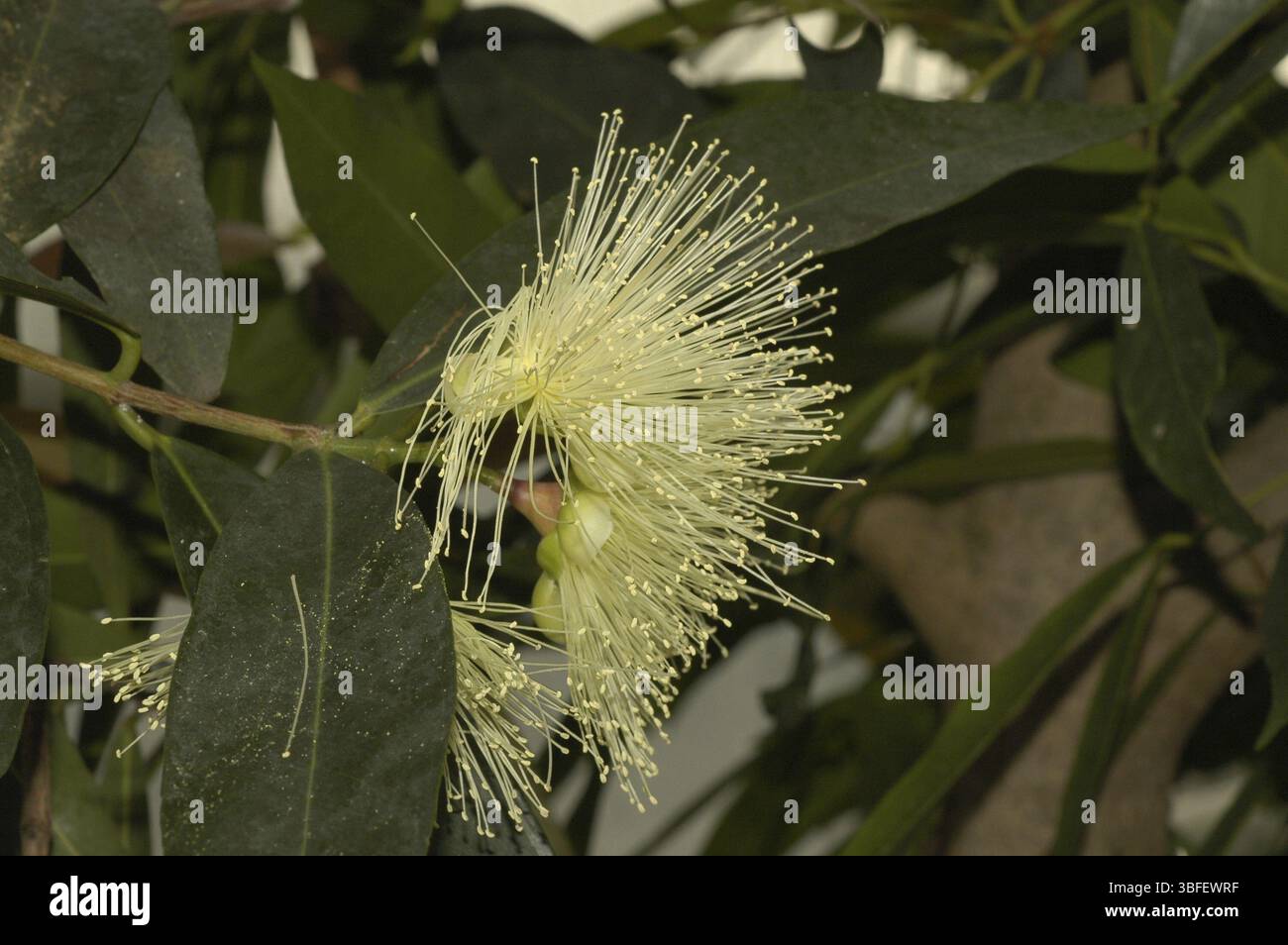 Rose apple, Malabar plum (Syzygium jambos Stock Photo - Alamy