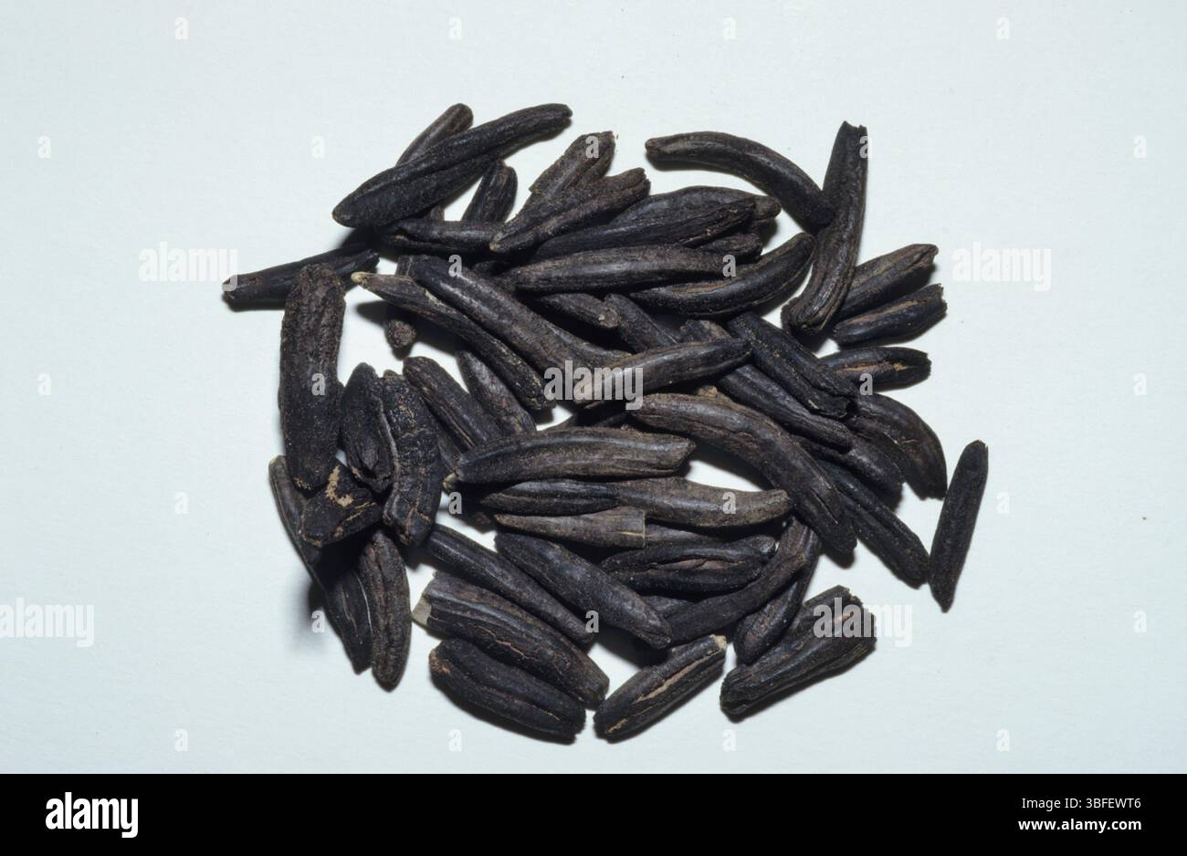 Ergot (origin: Claviceps purpurea Stock Photo - Alamy