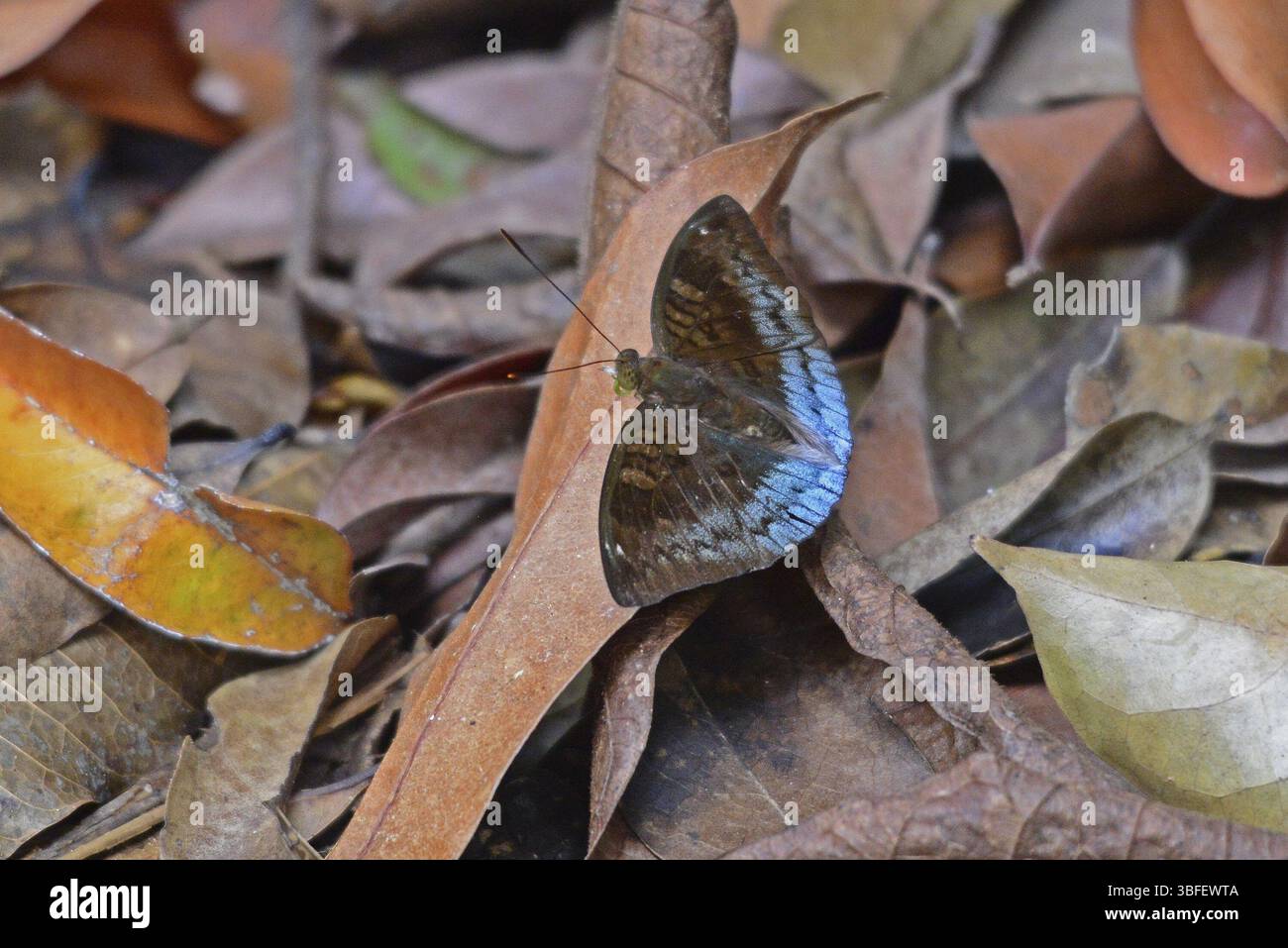 Dark archduke butterfly hi-res stock photography and images - Alamy
