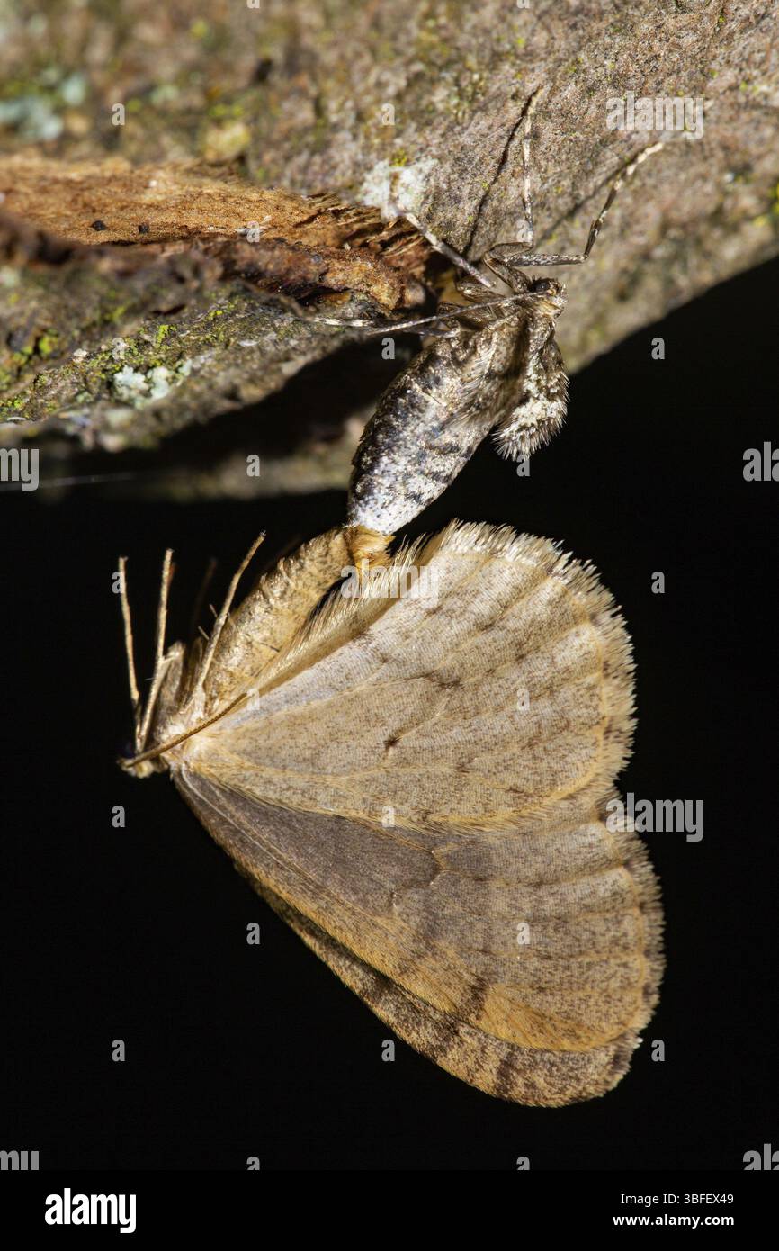 Beech frost moth (Operophtera fagata Stock Photo - Alamy