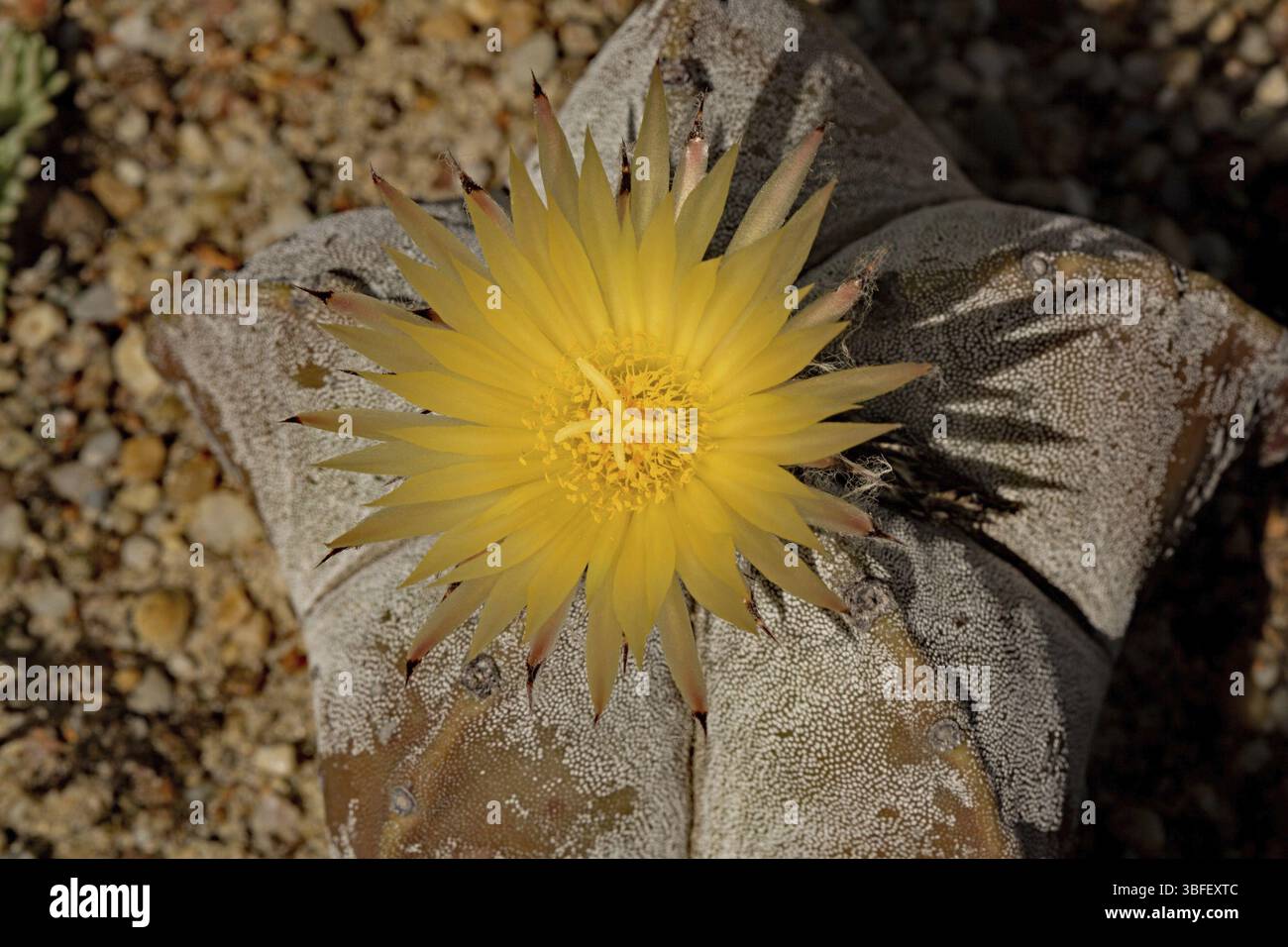 Bishop's cap (Astrophytum myriostigma Stock Photo - Alamy