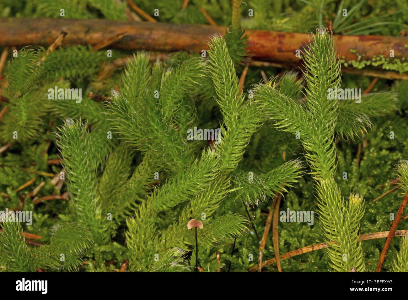 Club moss (Lycopodium clavatum Stock Photo - Alamy