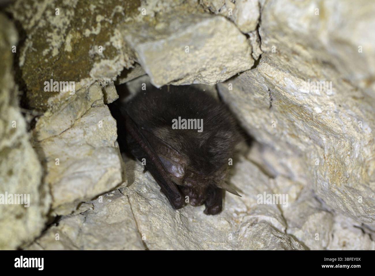 Cave myotis bat hi-res stock photography and images - Alamy