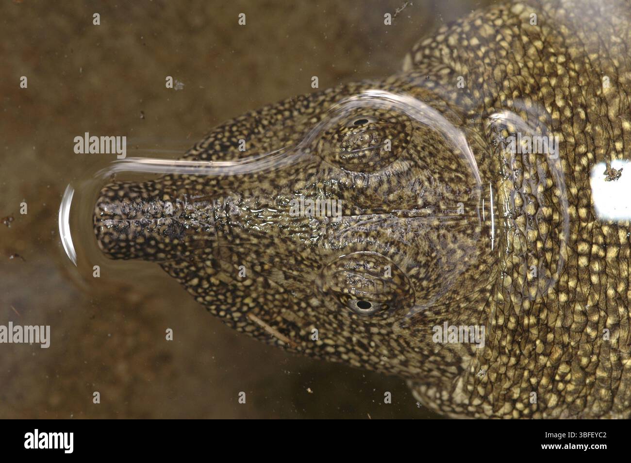 Trionyx triunguis hi-res stock photography and images - Alamy