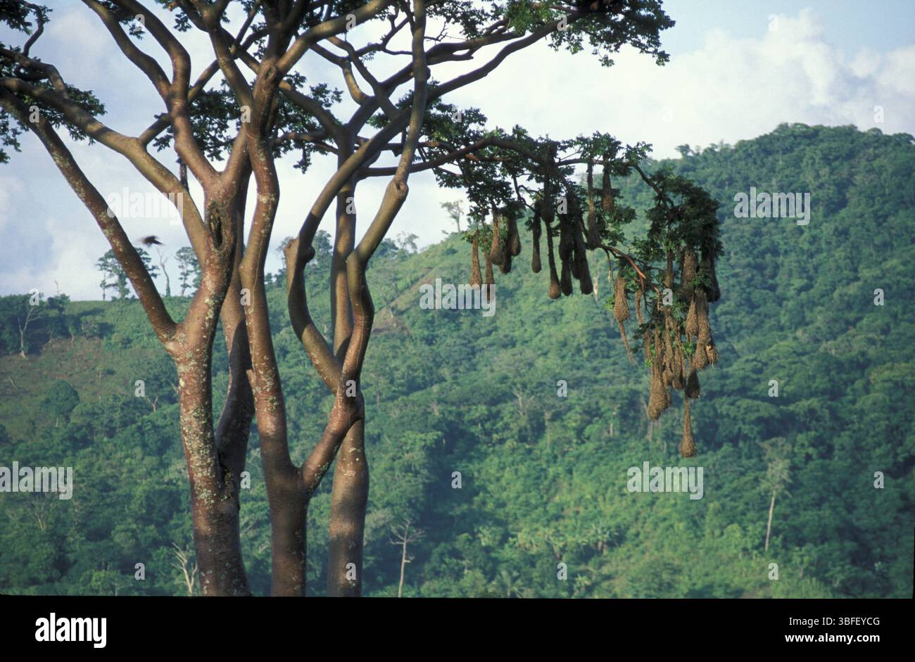 Oropendula nesting tree Stock Photo - Alamy