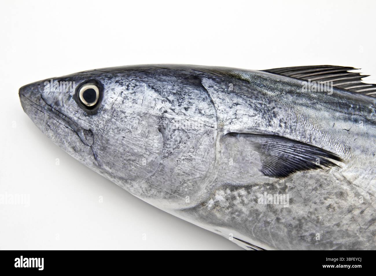 Pelamide (Sarda sarda Stock Photo - Alamy