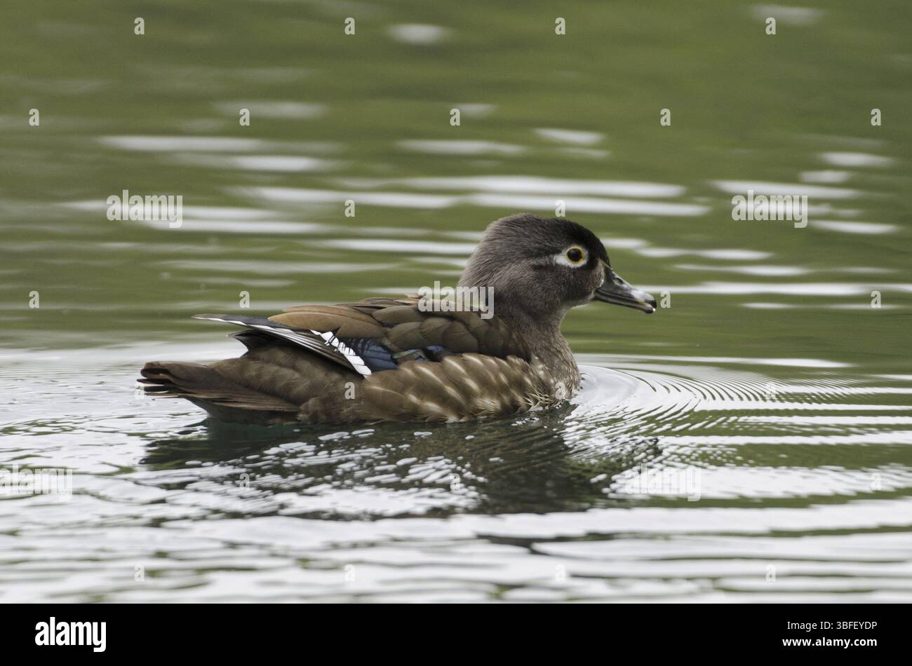 Common mallard, female (Aix sponsa Stock Photo - Alamy