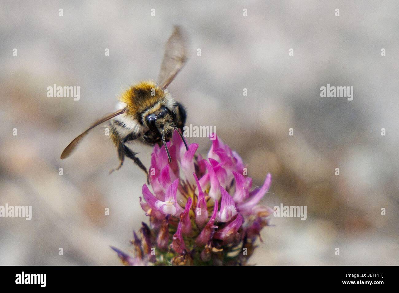 Lierde, Belgium. 01st June, 2025. Illustration picture shows a ...