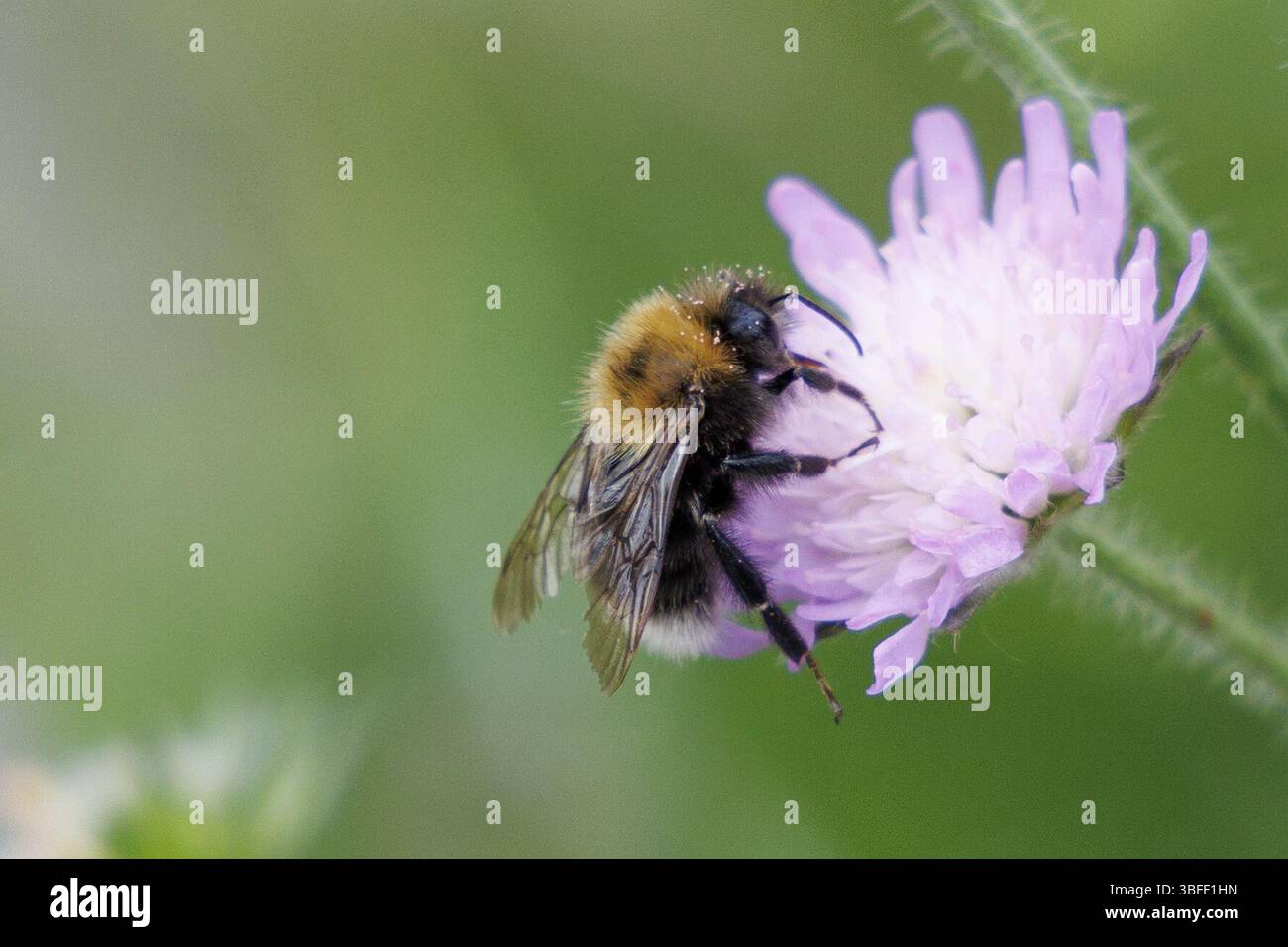 Lierde, Belgium. 01st June, 2025. Illustration picture shows a ...