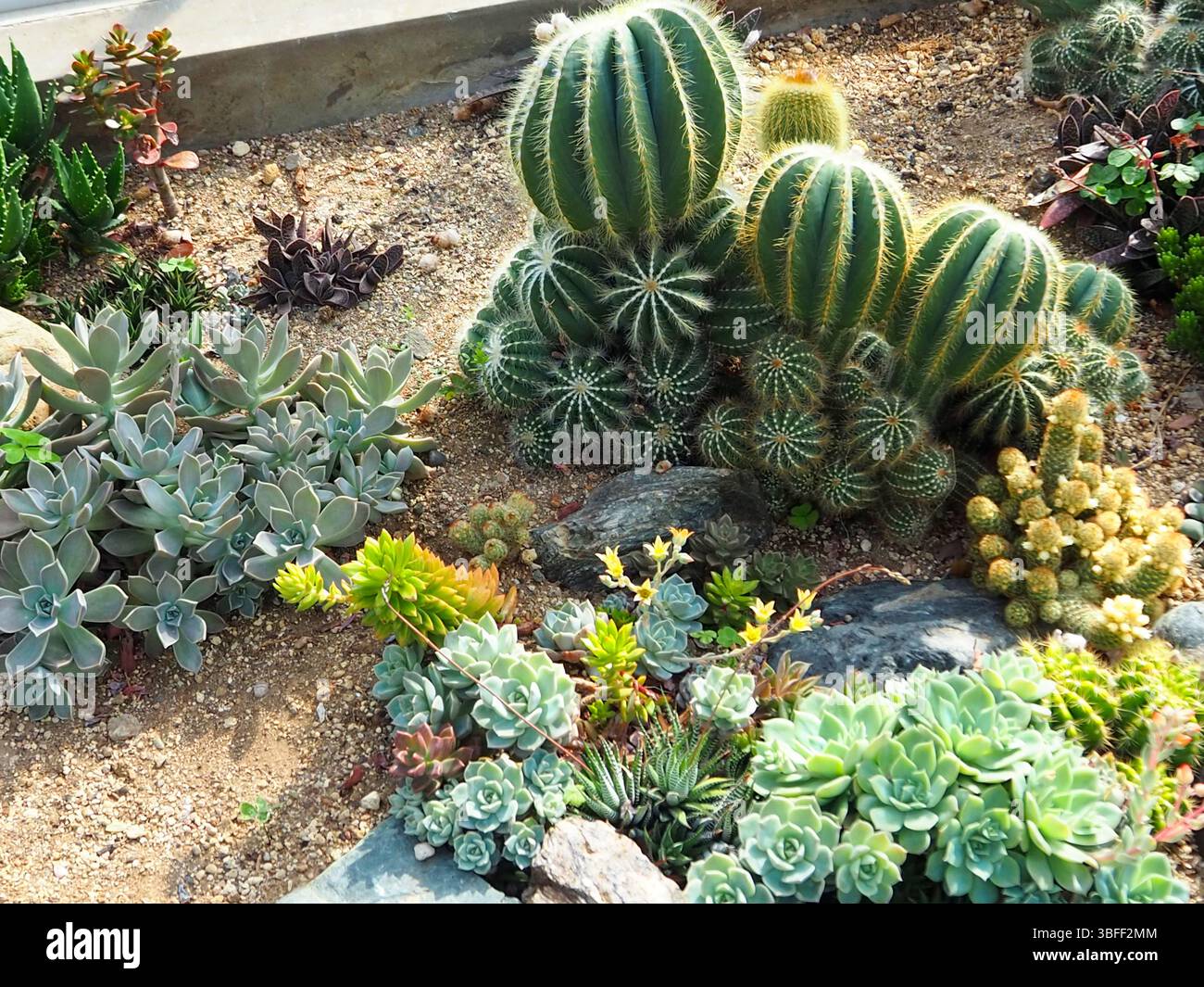 Succulent ground cover plants cover hi-res stock photography and images ...
