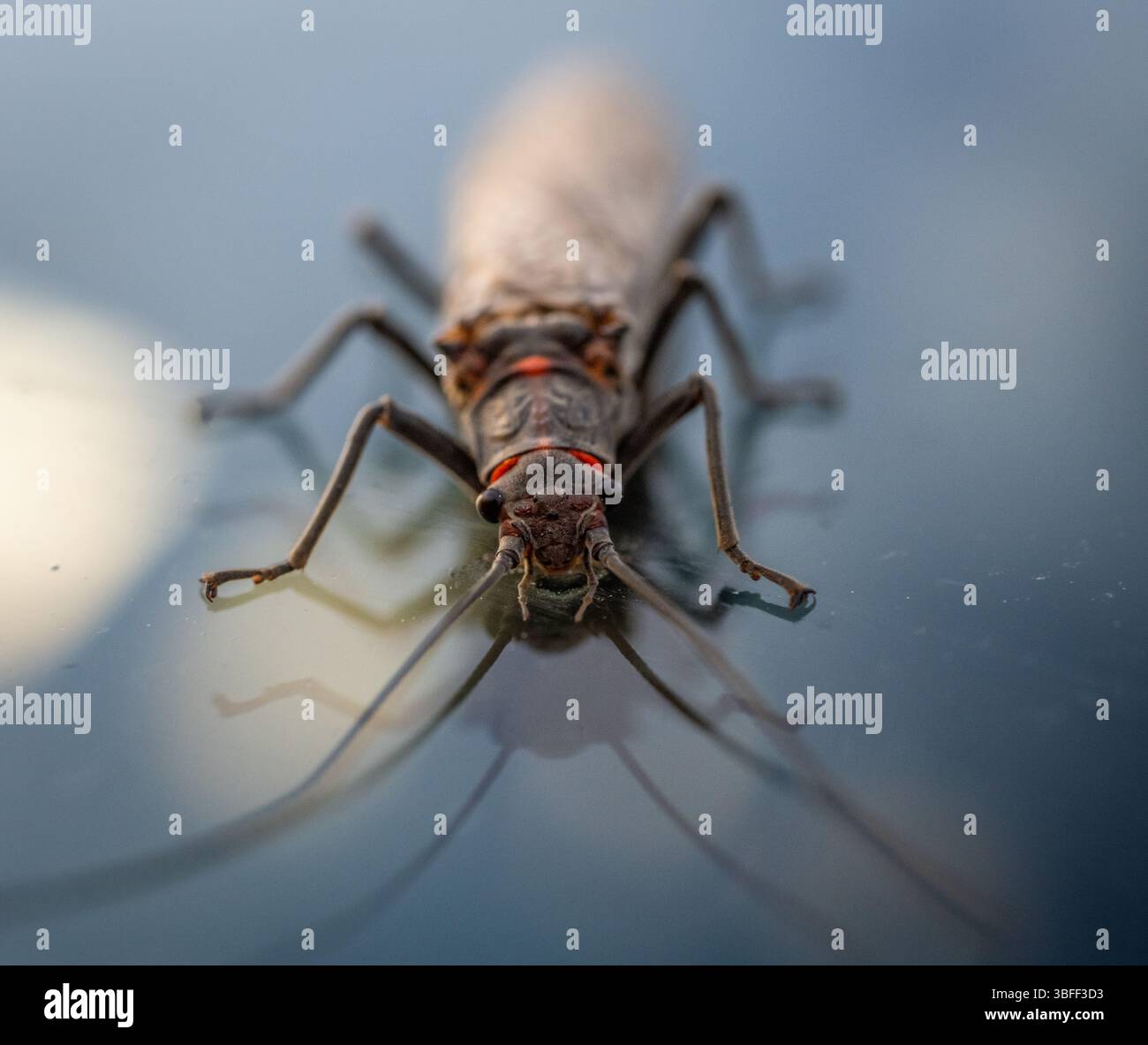 Head On View Of American Salmonfly In Yellowstone National Park Stock ...
