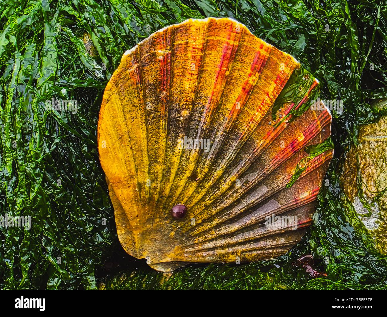 Golden seashell on wet seaweed background Stock Photo - Alamy